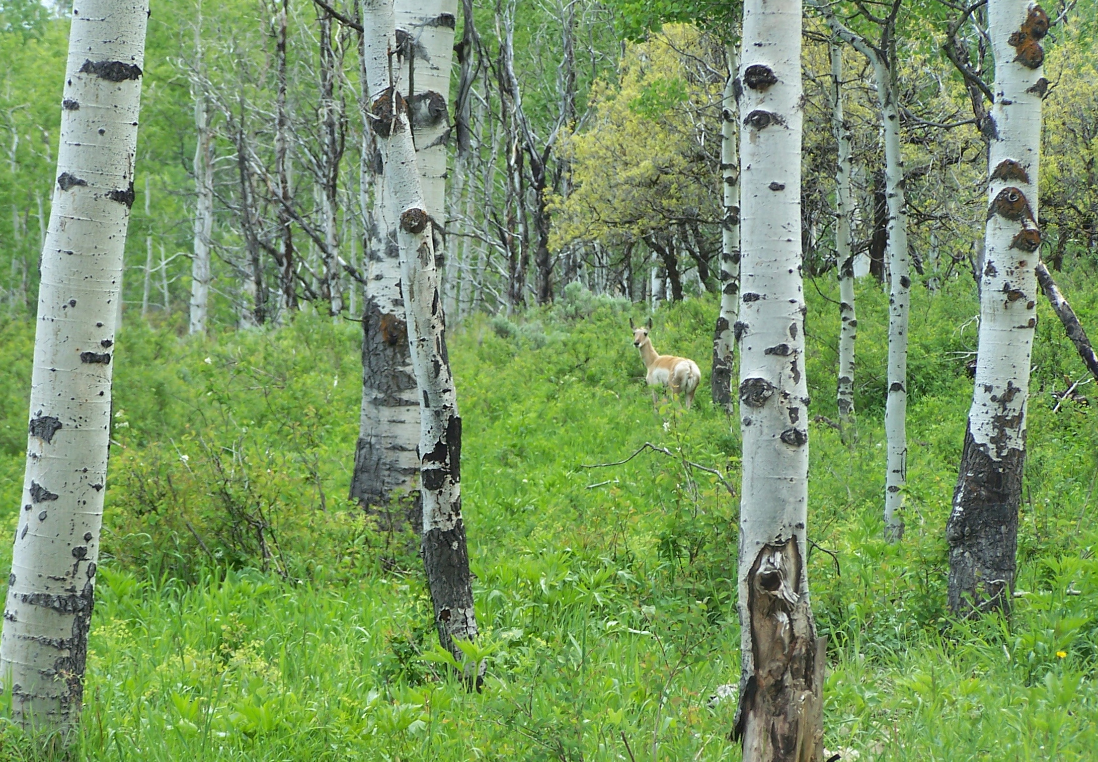 Site 4 – SOLD – The Murphy-Larsen Ranch